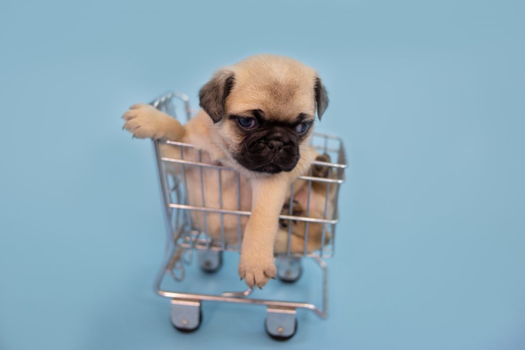 Cute,Pug,Puppy,Sitting,In,A,Small,Shopping,Cart,On - Aussie Gossip